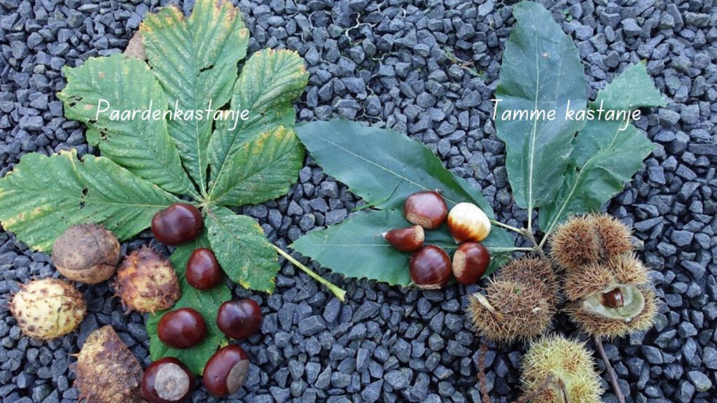 Kastanjes plukken in de natuur: hoe herken je eetbare kastanjes ...