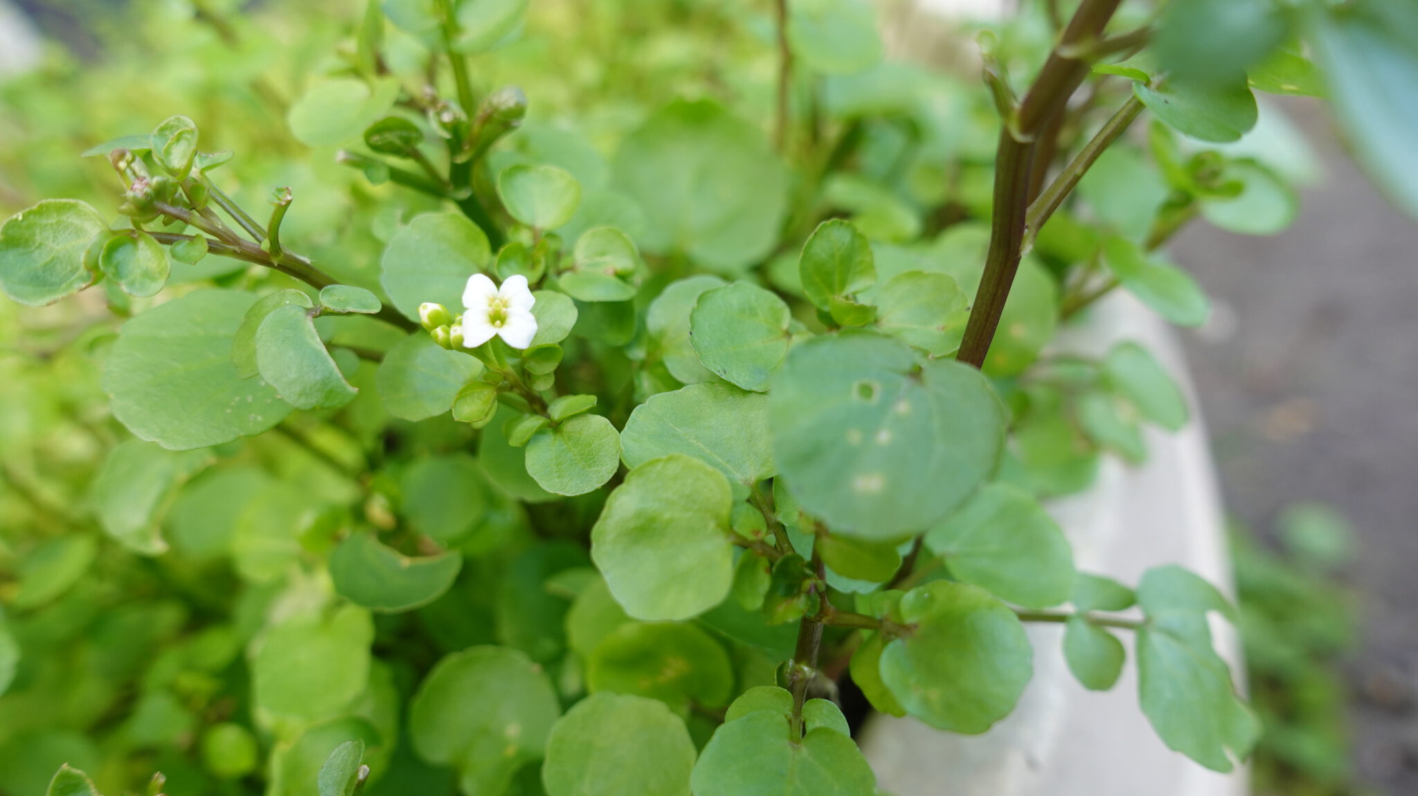 Zo je kweek waterkers zelf thuis. - BinnenBuitenBloei