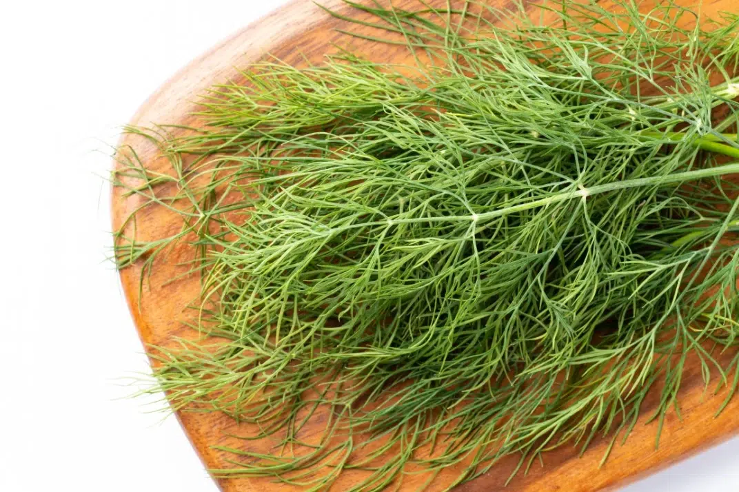 Hoe kweek je dille? - BinnenBuitenBloei